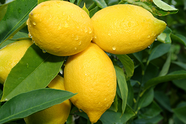 NutriNet™